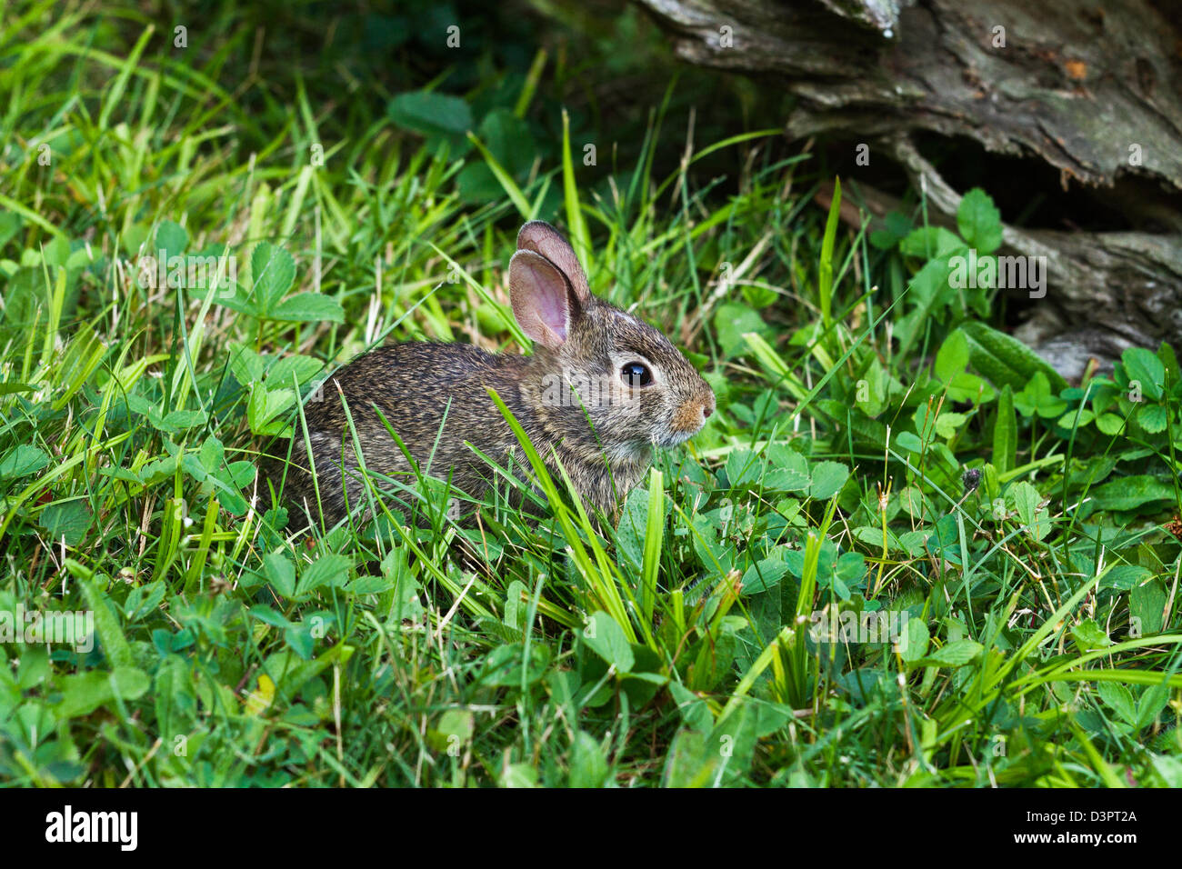 Eastern cottontail rabbit Stock Photo - Alamy