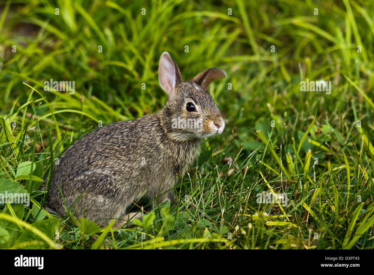 Eastern cottontail rabbit Stock Photo - Alamy