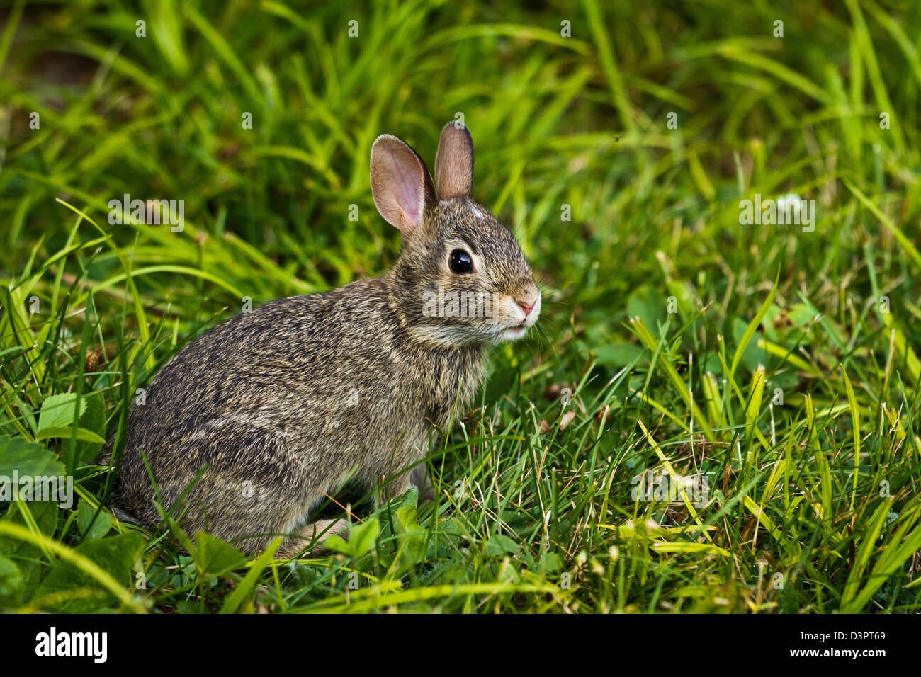 Eastern cottontail rabbit Stock Photo - Alamy