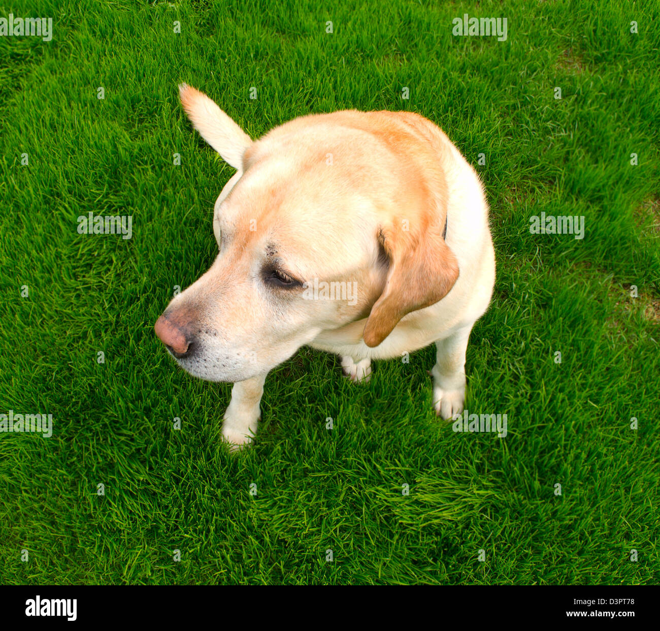 Beautiful white labrador dog sit hi-res stock photography and images ...
