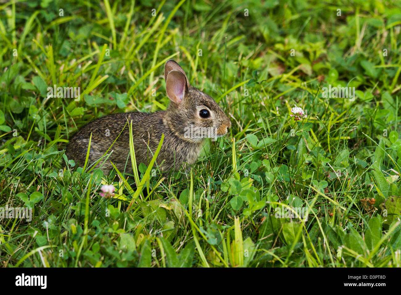 Most common rabbit of north america hi-res stock photography and images ...