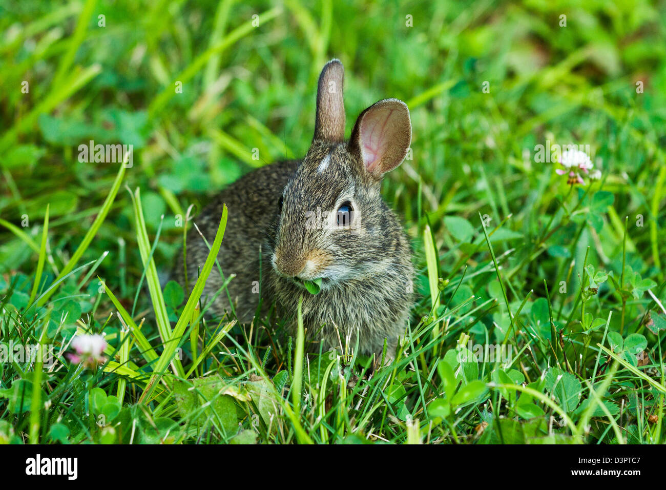 Eastern cottontail rabbit Stock Photo - Alamy