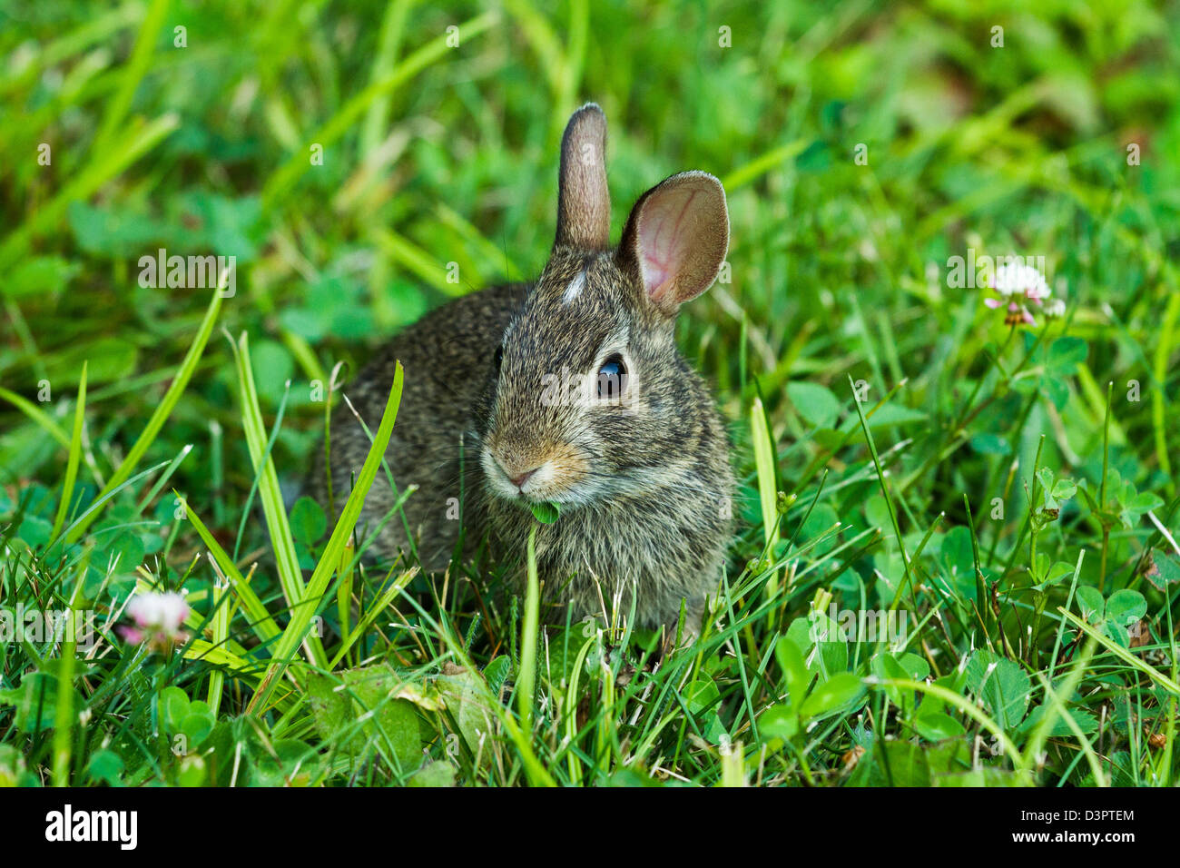 Eastern cottontail rabbit Stock Photo - Alamy