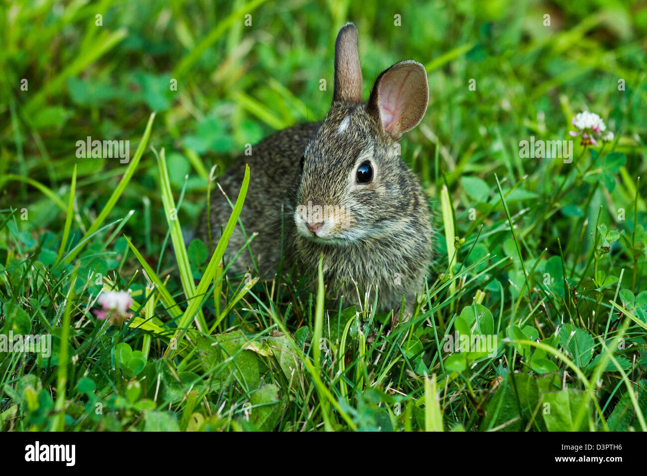 Eastern cottontail rabbit Stock Photo - Alamy