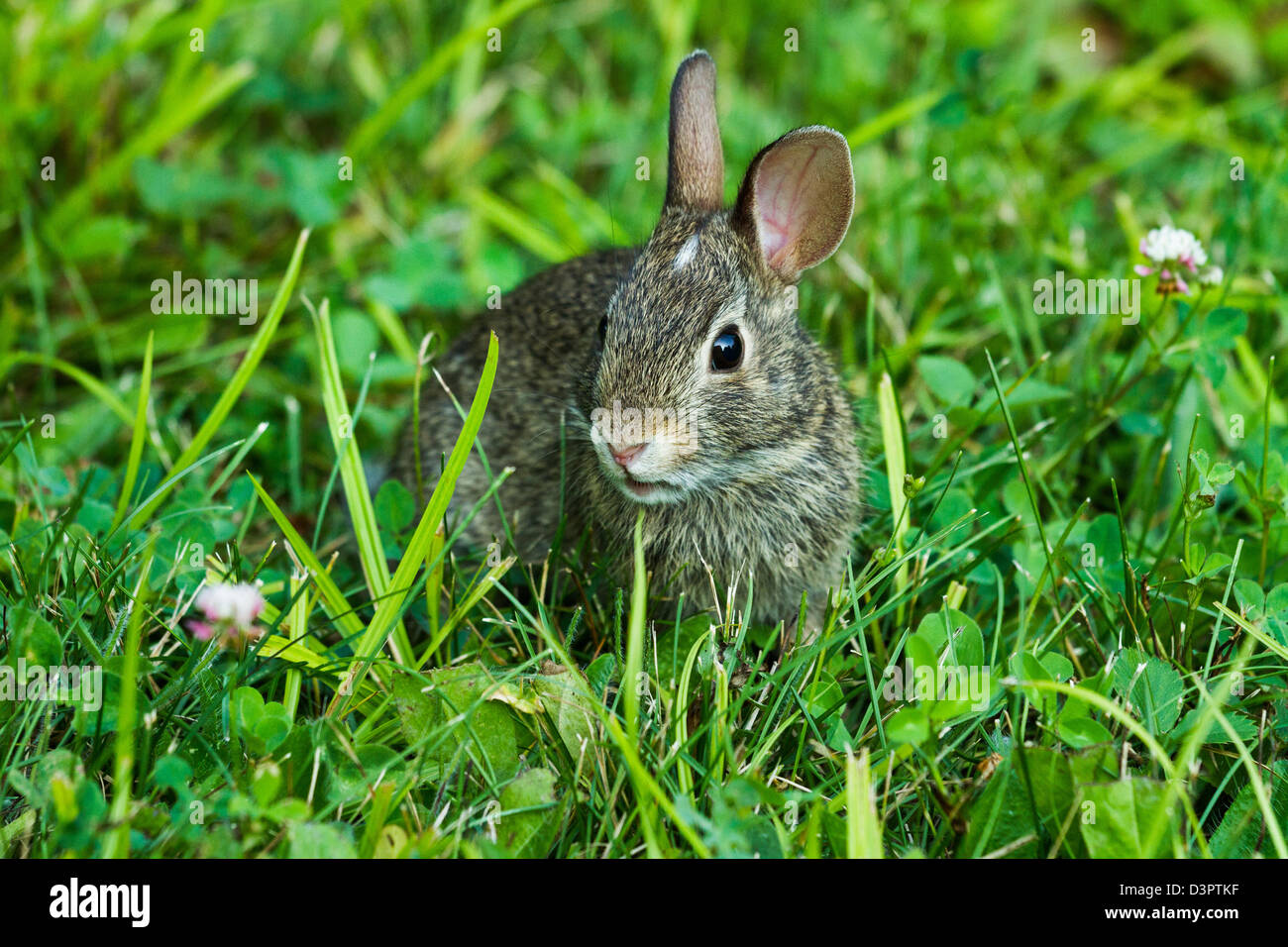 Most common rabbit of north america hi-res stock photography and images ...