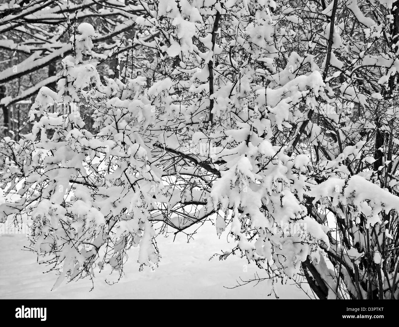 Vienna plants Black and White Stock Photos & Images - Alamy