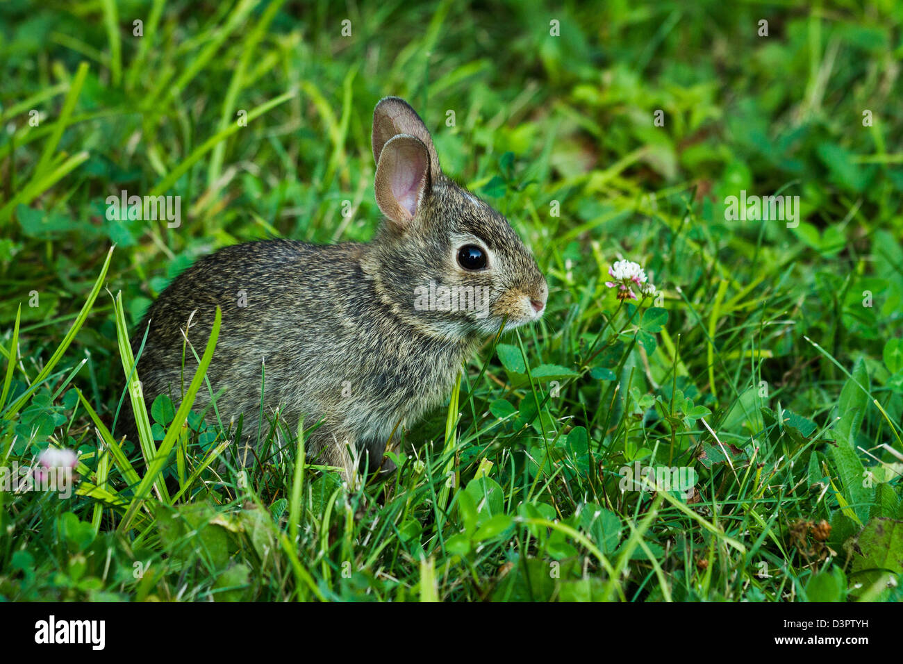 Eastern cottontail rabbit Stock Photo - Alamy