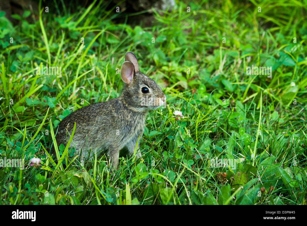 Juvenile wild rabbit hi-res stock photography and images - Alamy