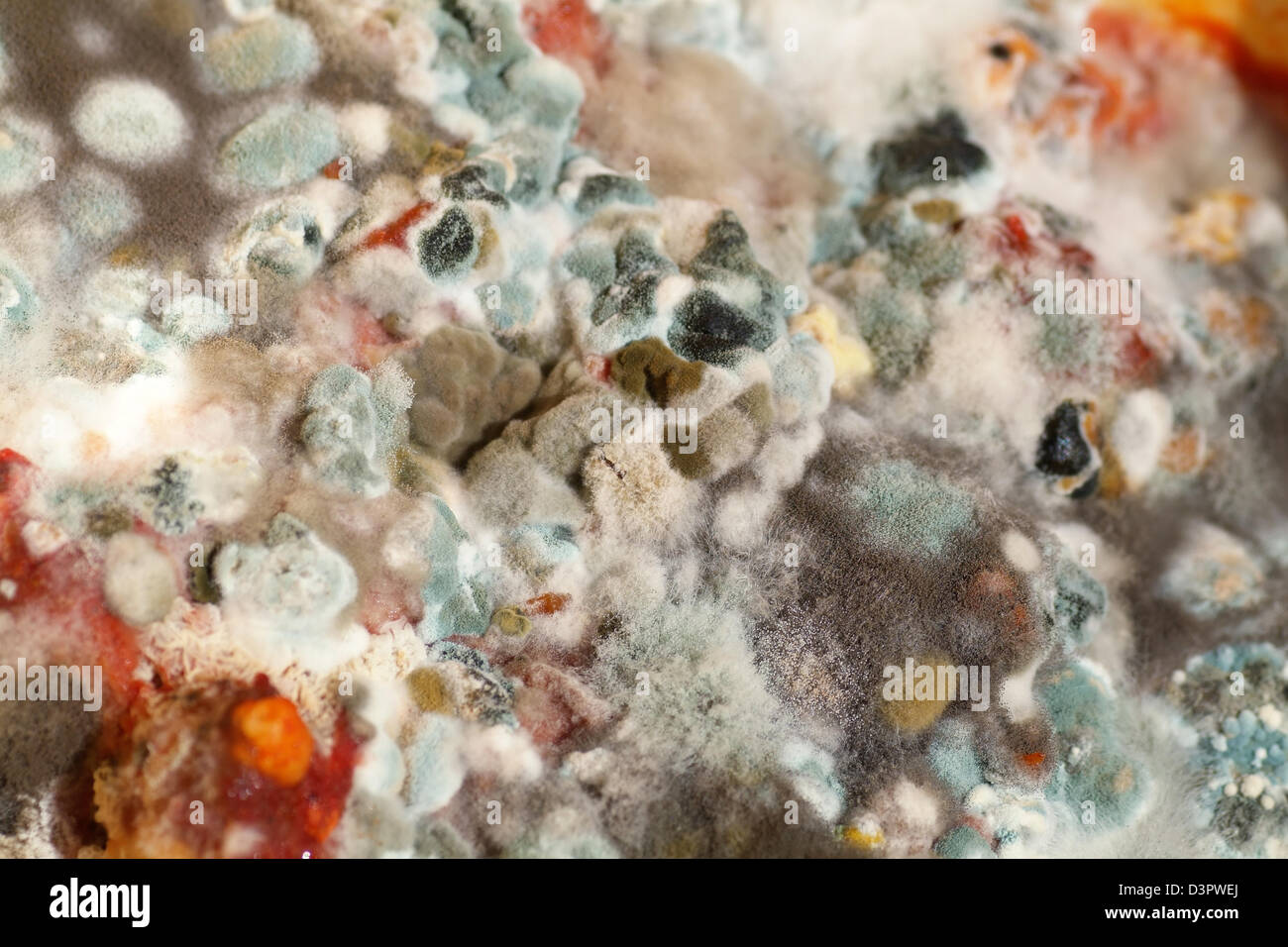 Rotten food rot mold hi-res stock photography and images - Alamy