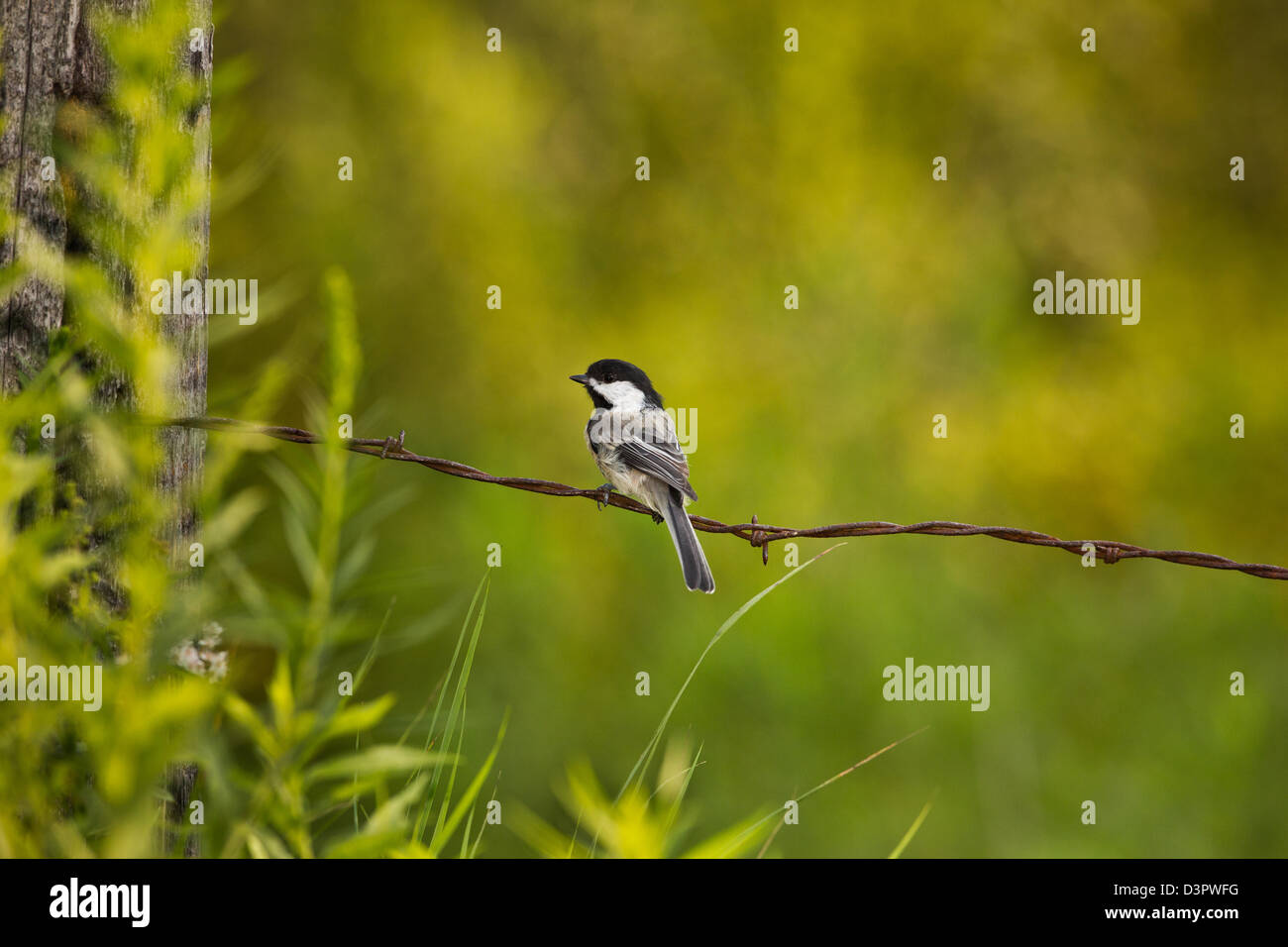 Female chickadee bird hi-res stock photography and images - Alamy