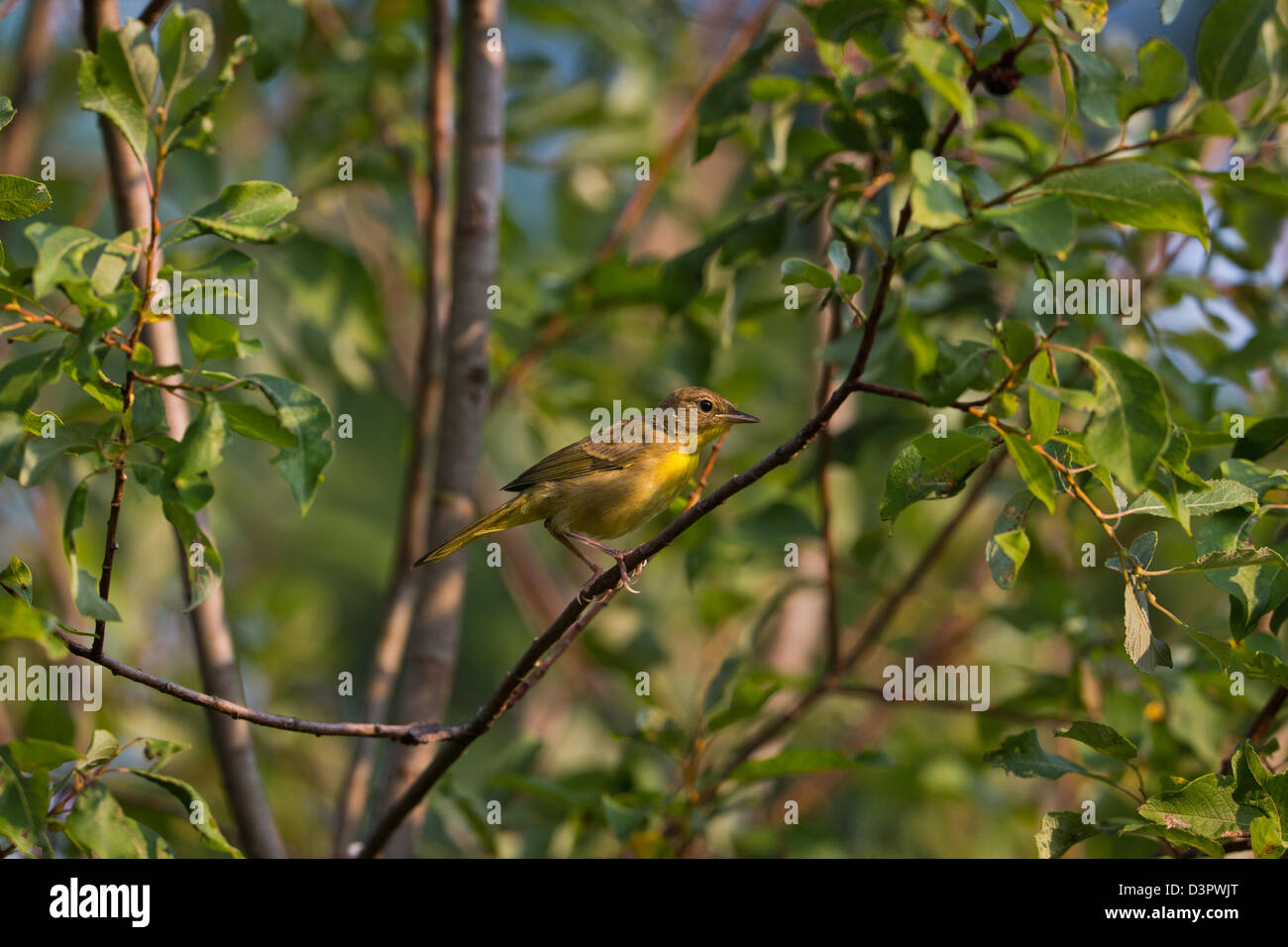 Juvenile common yellow throat Stock Photo - Alamy