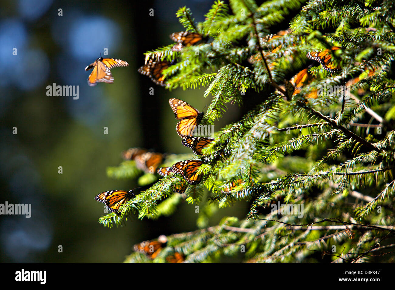 Monarch Butterflies mass at the Monarch Butterfly Biosphere Reserve in ...
