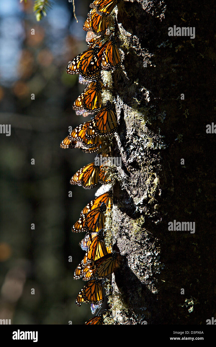 Monarch butterfly on tree trunk hi-res stock photography and images - Alamy