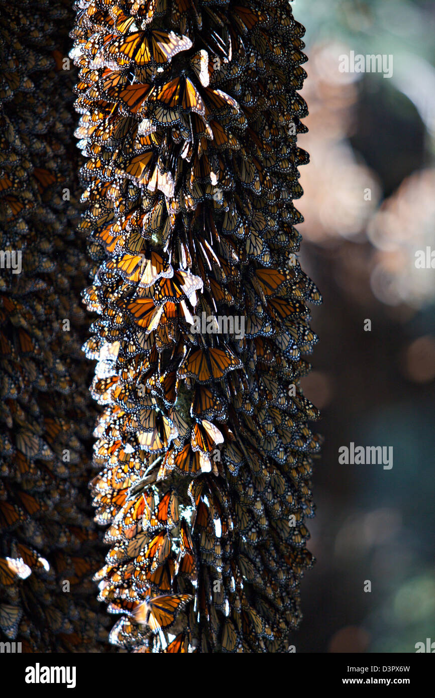 Monarch butterfly on tree trunk hi-res stock photography and images - Alamy