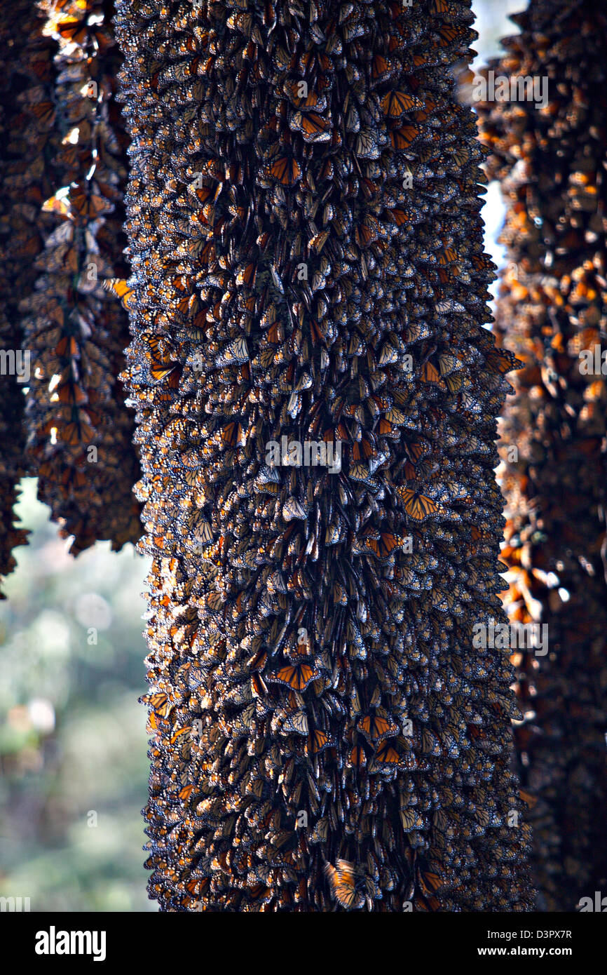 Monarch butterfly on tree trunk hi-res stock photography and images - Alamy