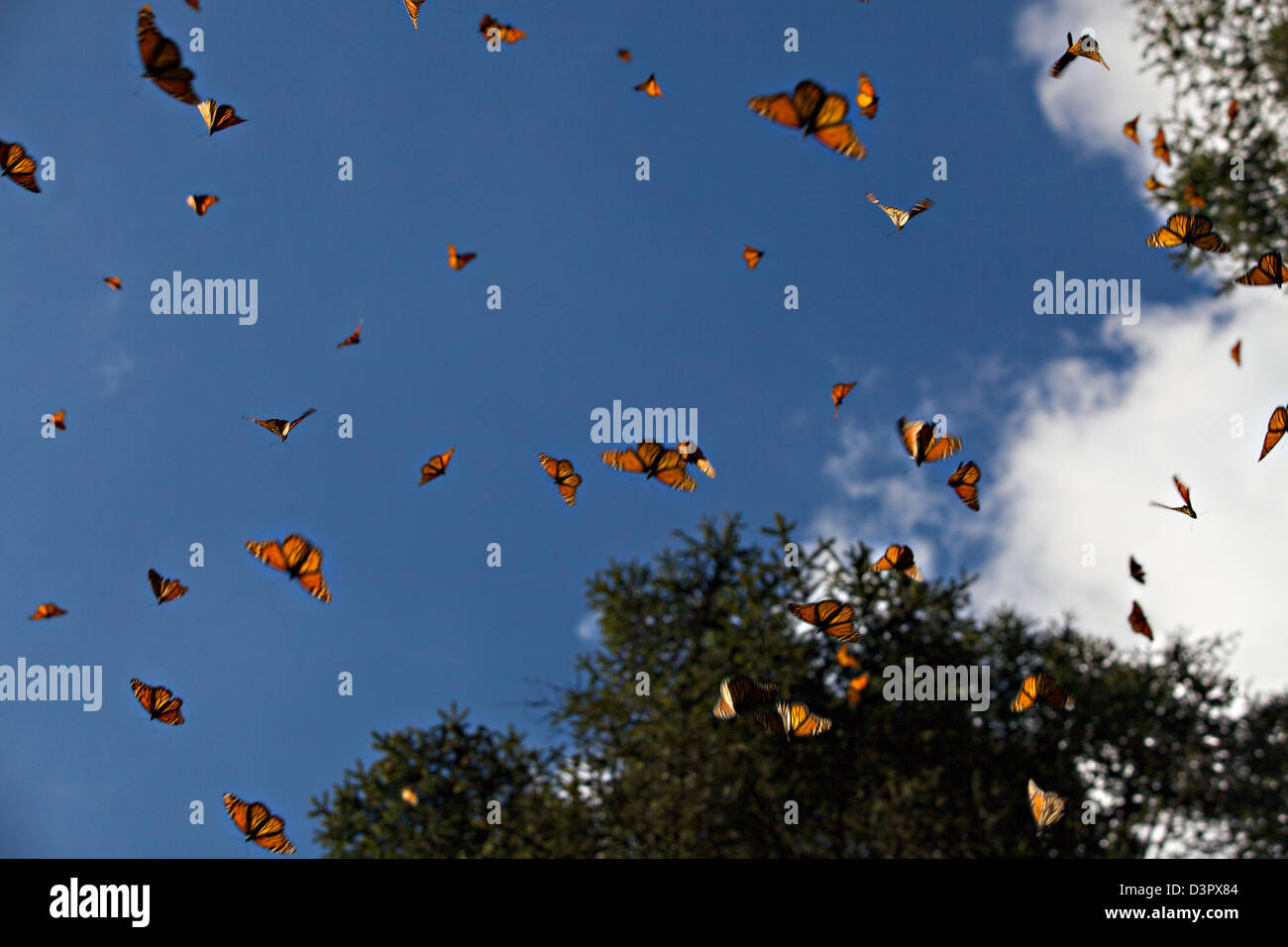 Monarch Butterflies mass in the Cerro Pellon mountain at the Monarch ...