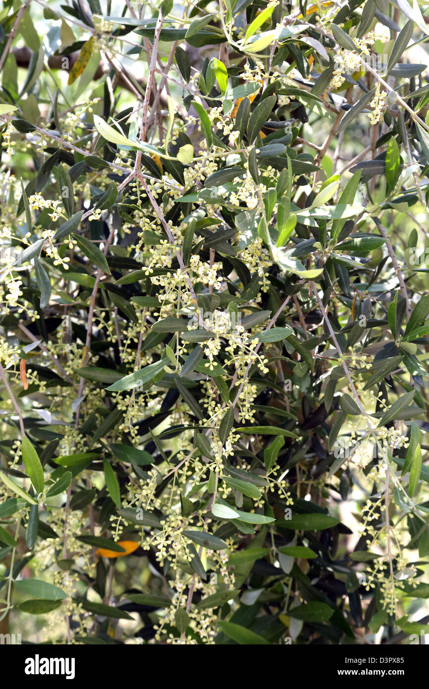 Buds produce hi-res stock photography and images - Alamy