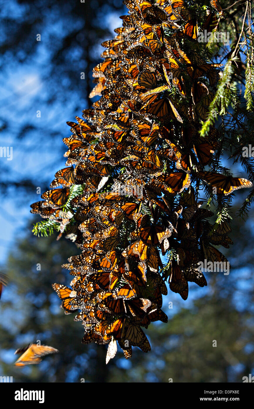 Monarch Butterflies mass in the Cerro Pellon mountain at the Monarch ...