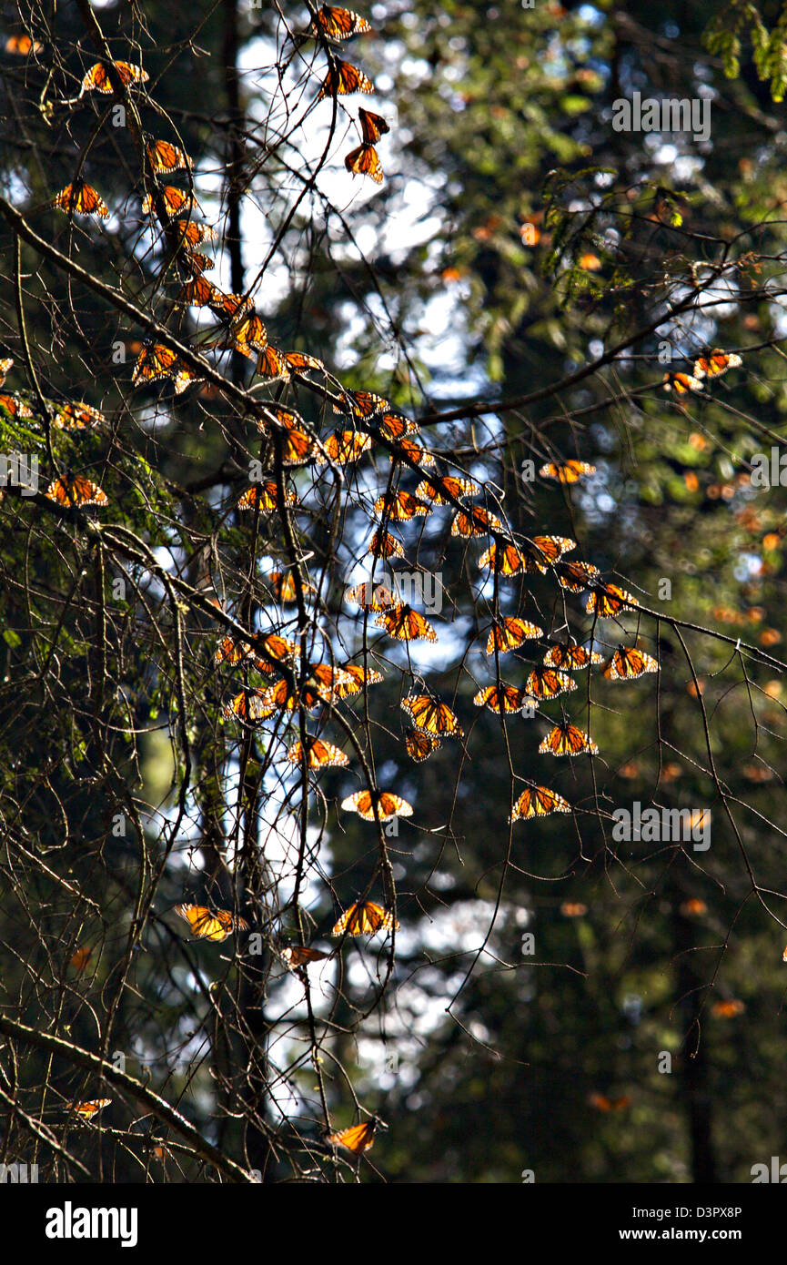 Monarch butterfly on tree trunk hi-res stock photography and images - Alamy