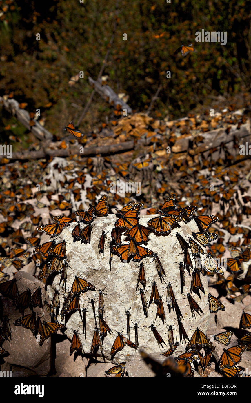 Monarch Butterflies mass along the path in the Sierra Pellon mountain ...