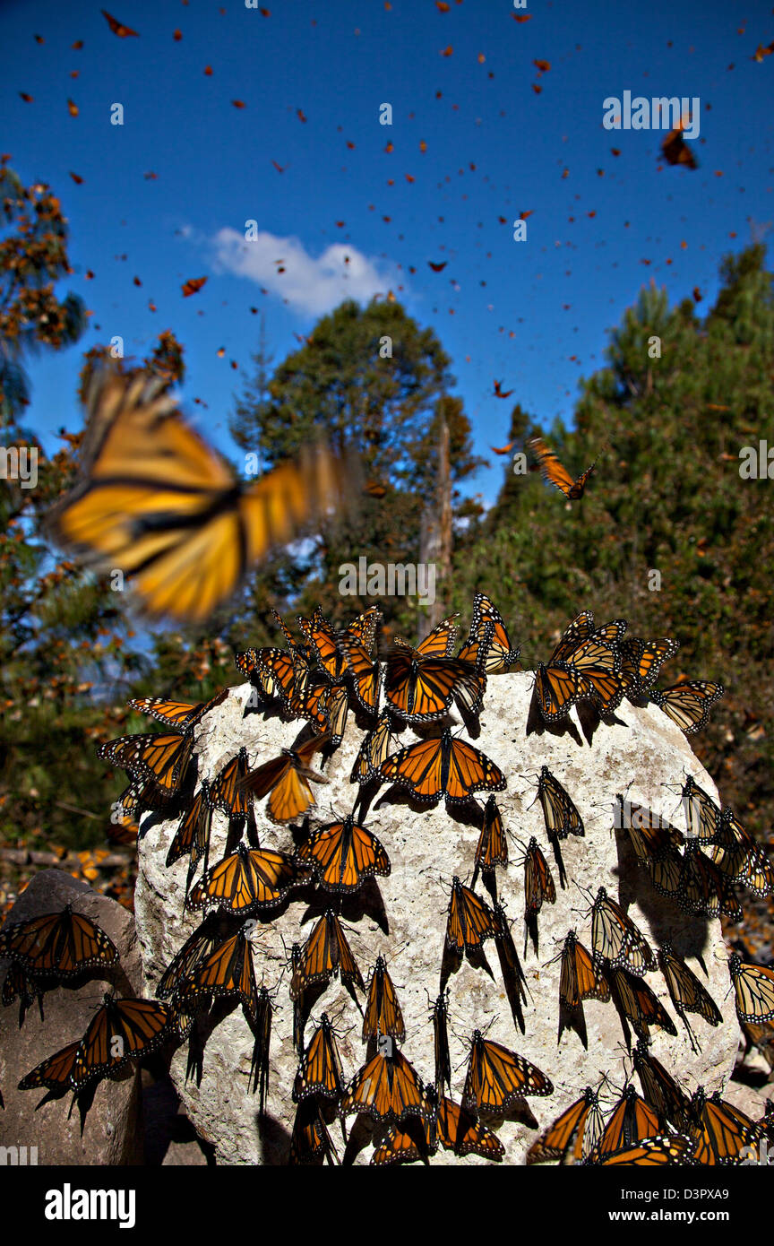 Monarch Butterflies mass along the path in the Sierra Pellon mountain ...