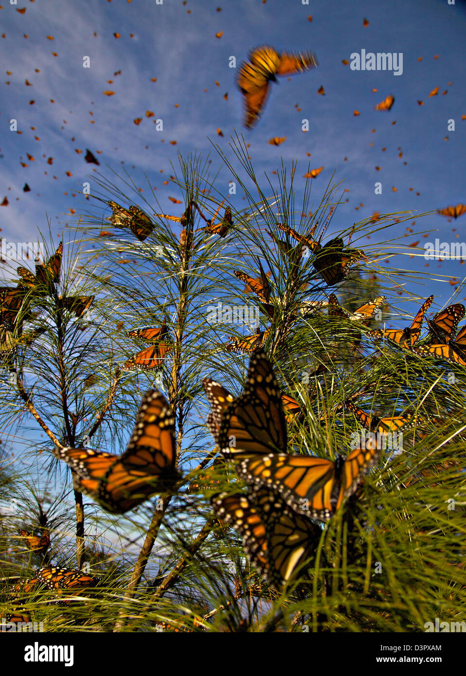 Mexico monarch butterfly swarm hi-res stock photography and images - Alamy