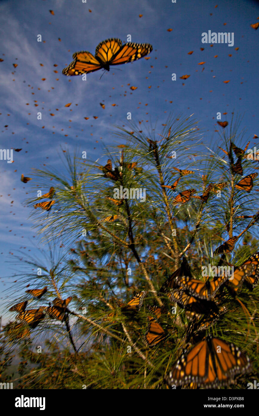 Monarch Butterflies mass in the Sierra Pellon mountain at the Monarch ...