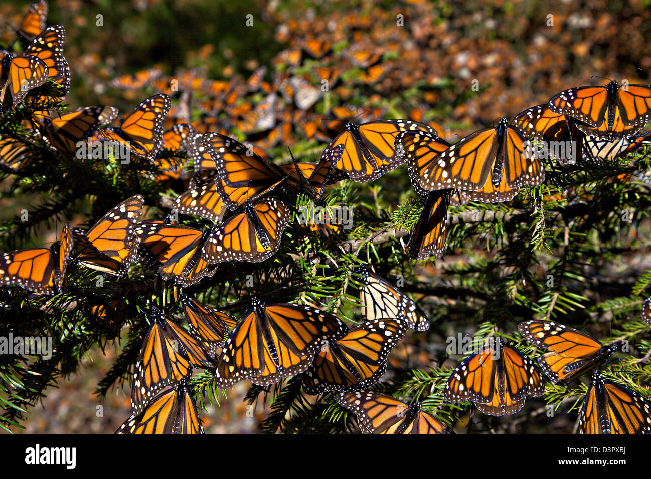 Monarch Butterflies mass in the Sierra Pellon mountain at the Monarch ...