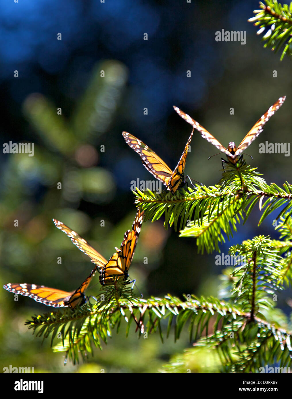 Monarch Butterflies mass in the Cerro Pellon mountain at the Monarch ...