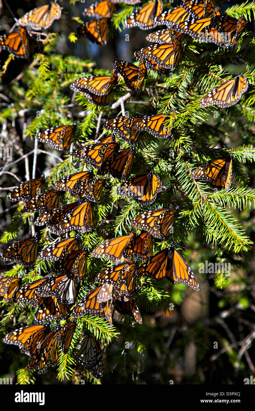 Monarch butterfly on tree trunk hi-res stock photography and images - Alamy