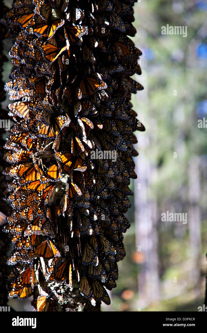 Monarch Butterflies mass on a tree trunk in the Sierra Chincua mountain ...