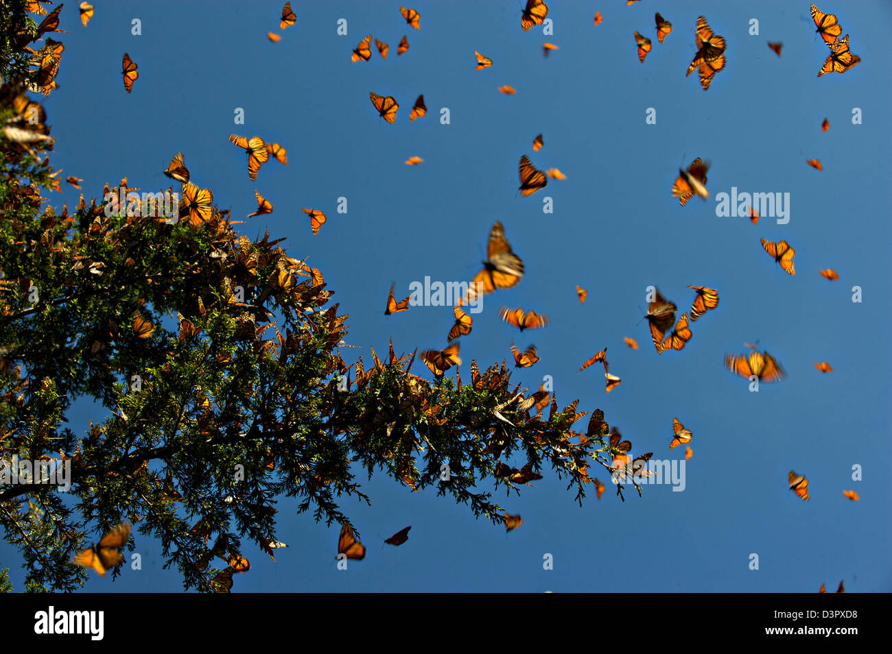 Monarch Butterflies mass in the Cerro Pellon mountain at the Monarch ...