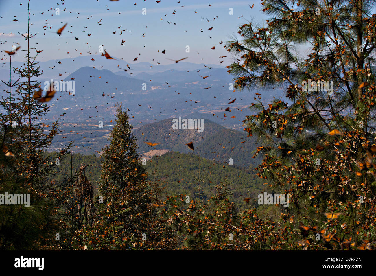 Monarch Butterflies mass in the Cerro Pellon mountain at the Monarch ...