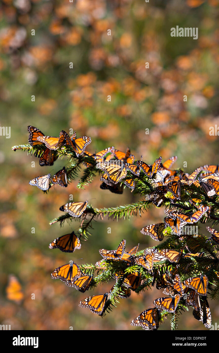 Monarch Butterflies mass in the Cerro Pellon mountain at the Monarch ...