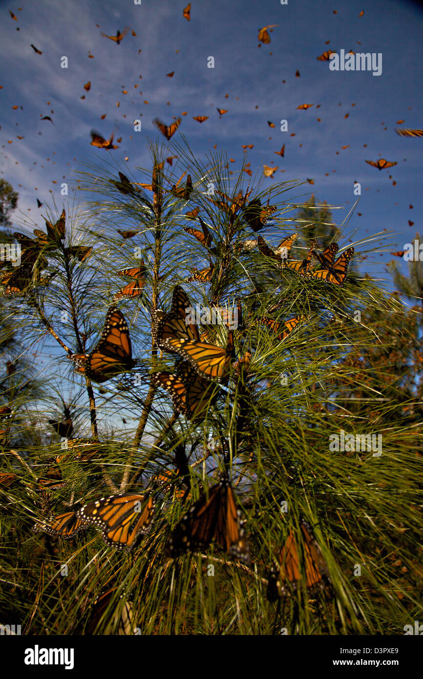 Monarch Butterflies mass at the Monarch Butterfly Biosphere Reserve in ...