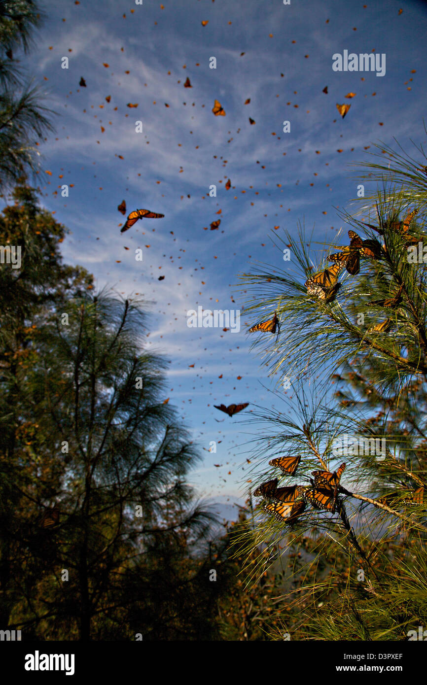 Monarch Butterflies mass at the Monarch Butterfly Biosphere Reserve in ...