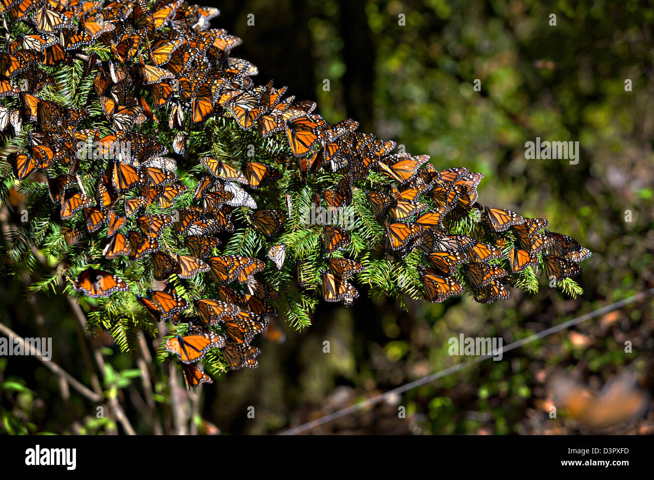 Monarch Butterflies mass at the Monarch Butterfly Biosphere Reserve in ...