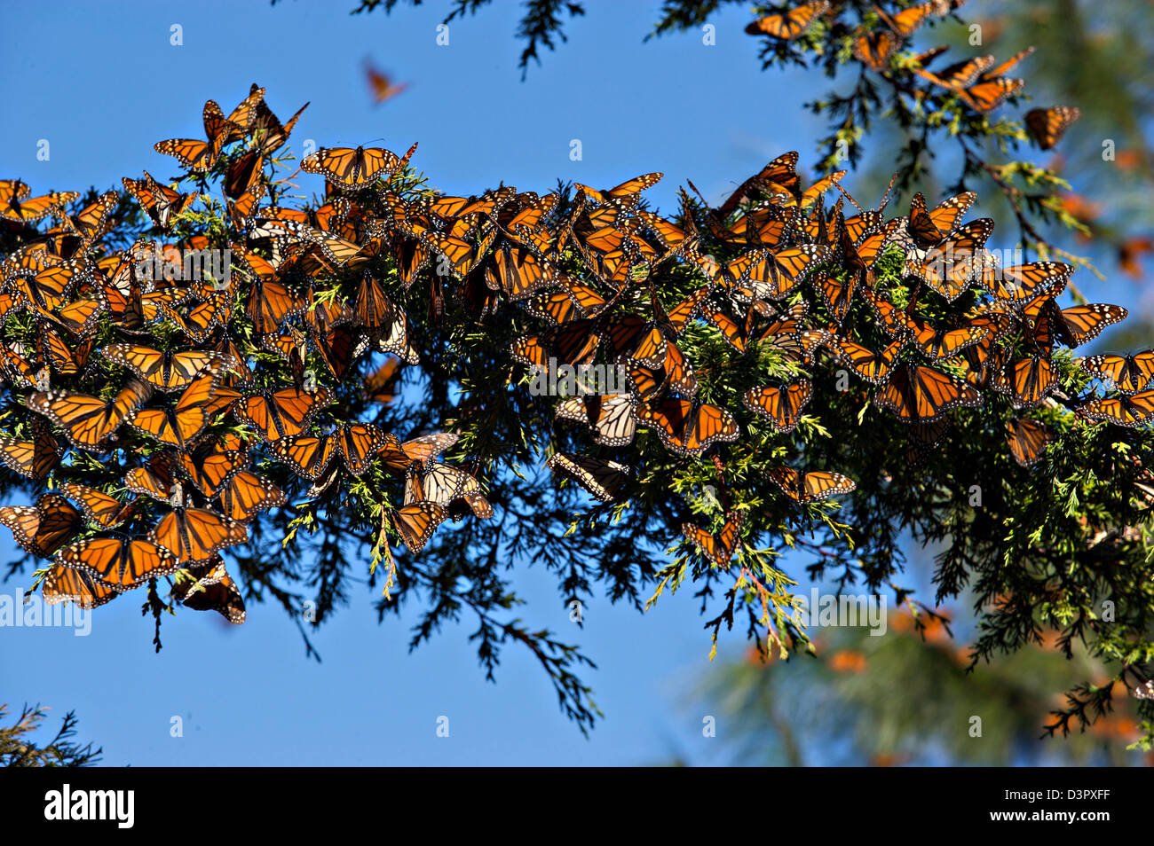 Monarch Butterflies mass at the Monarch Butterfly Biosphere Reserve in ...
