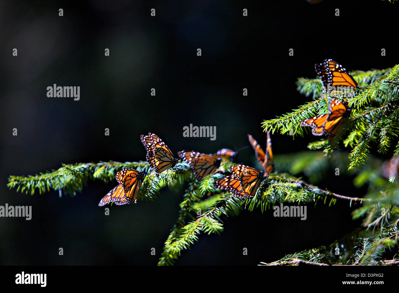 Monarch Butterflies mass at the Monarch Butterfly Biosphere Reserve in ...