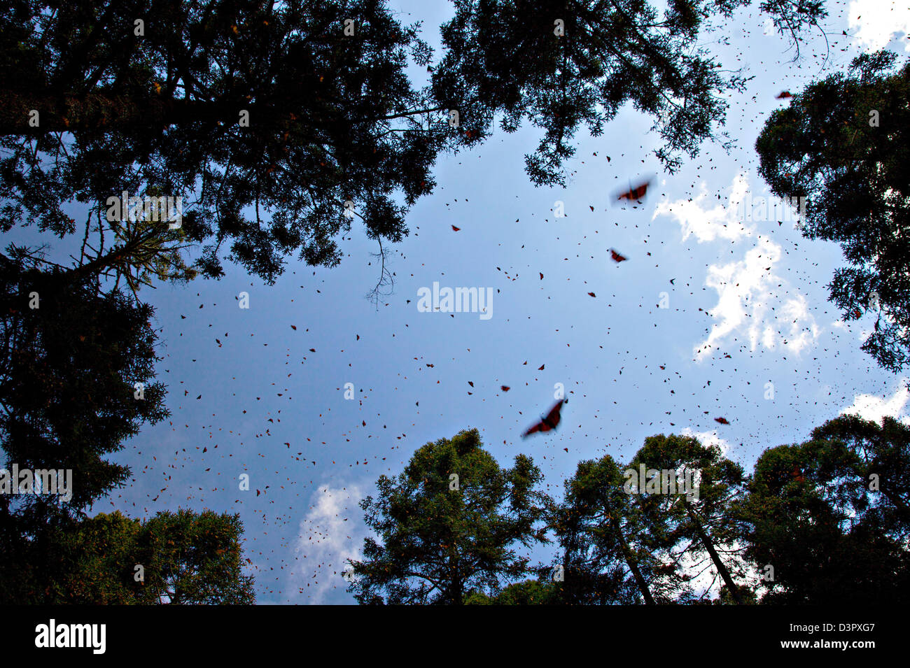 Monarch Butterflies mass at the Monarch Butterfly Biosphere Reserve in ...