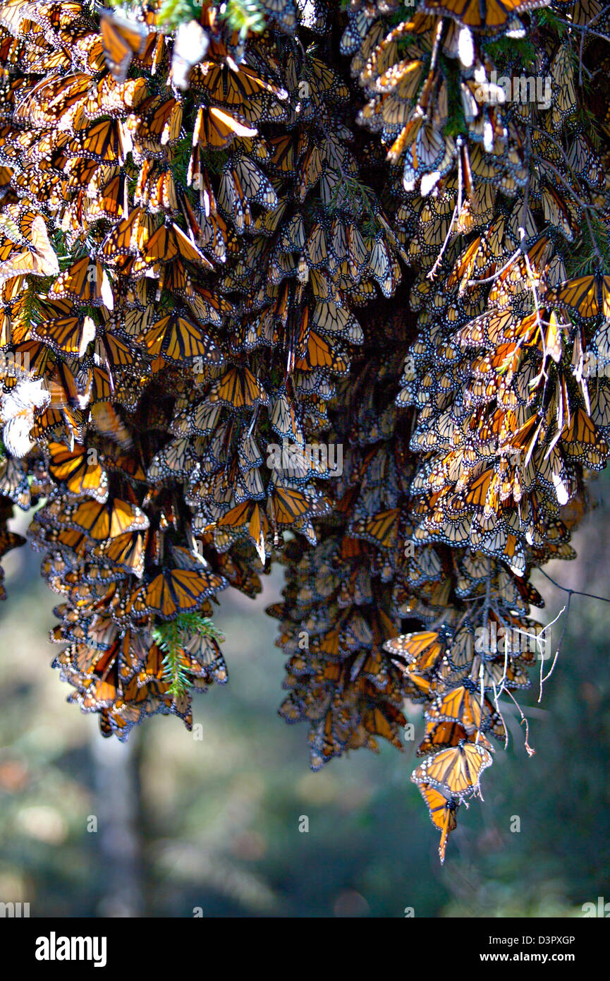 Monarch Butterflies mass on a tree branch in the Cerro Chincua mountain ...