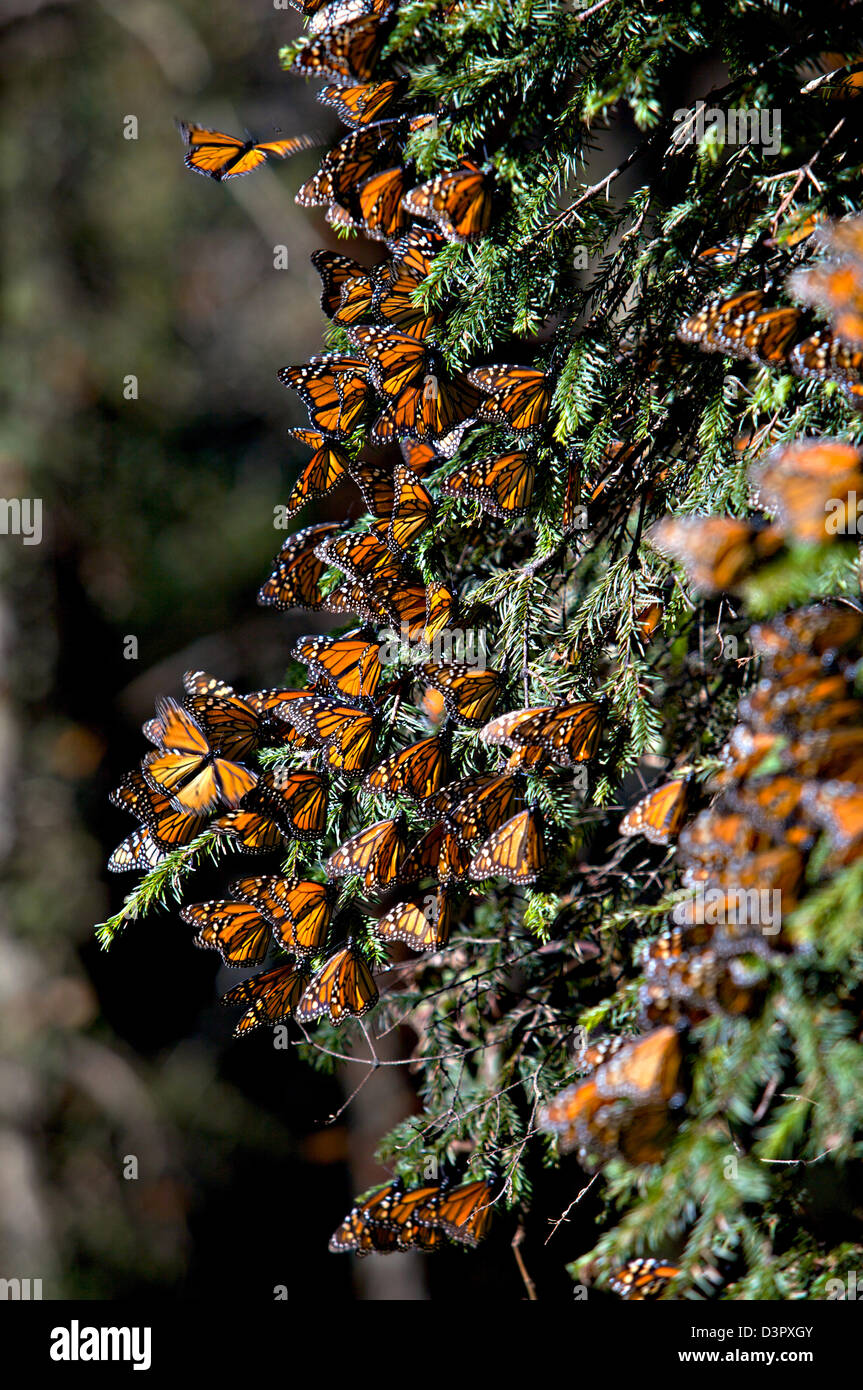 Monarch Butterflies mass on a tree branch in the Cerro Chincua mountain ...