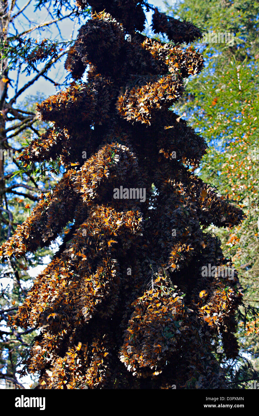 Monarch Butterflies mass on a tree trunk in the Sierra Chincua mountain ...