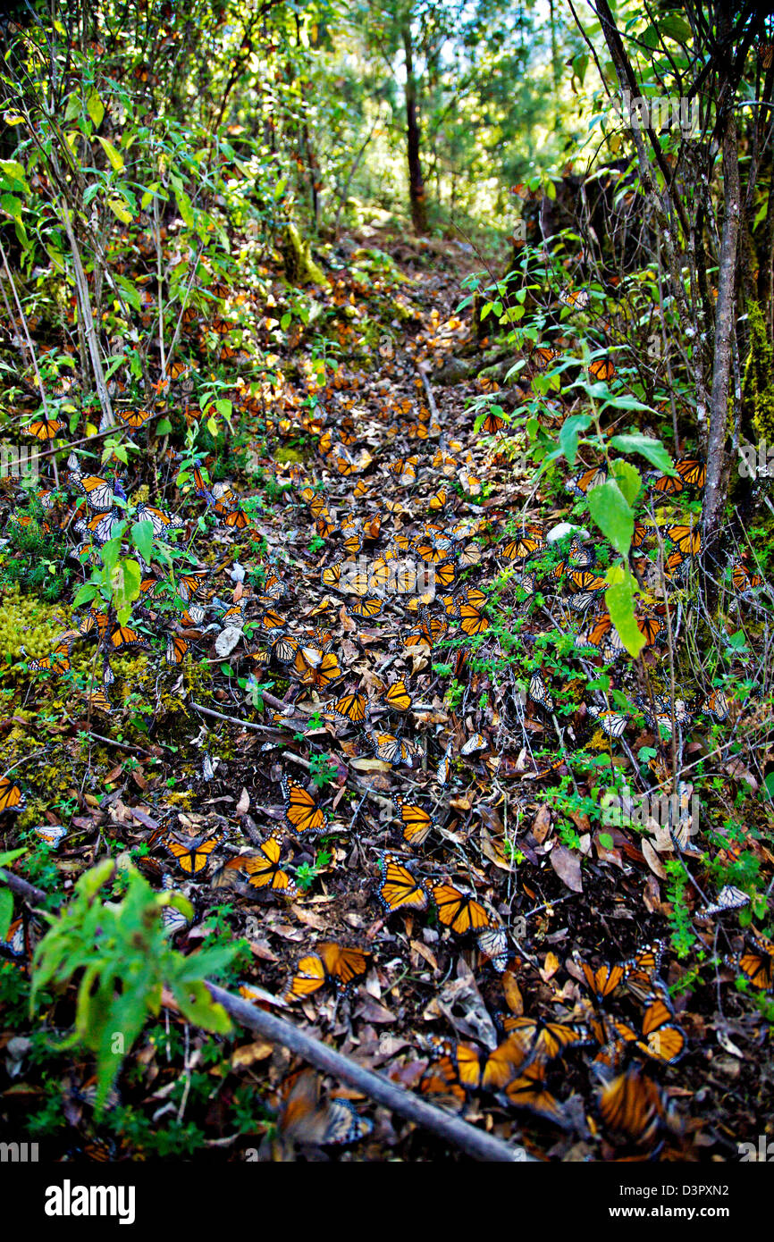 Monarch Butterflies mass along the path in the Sierra Pellon mountain ...