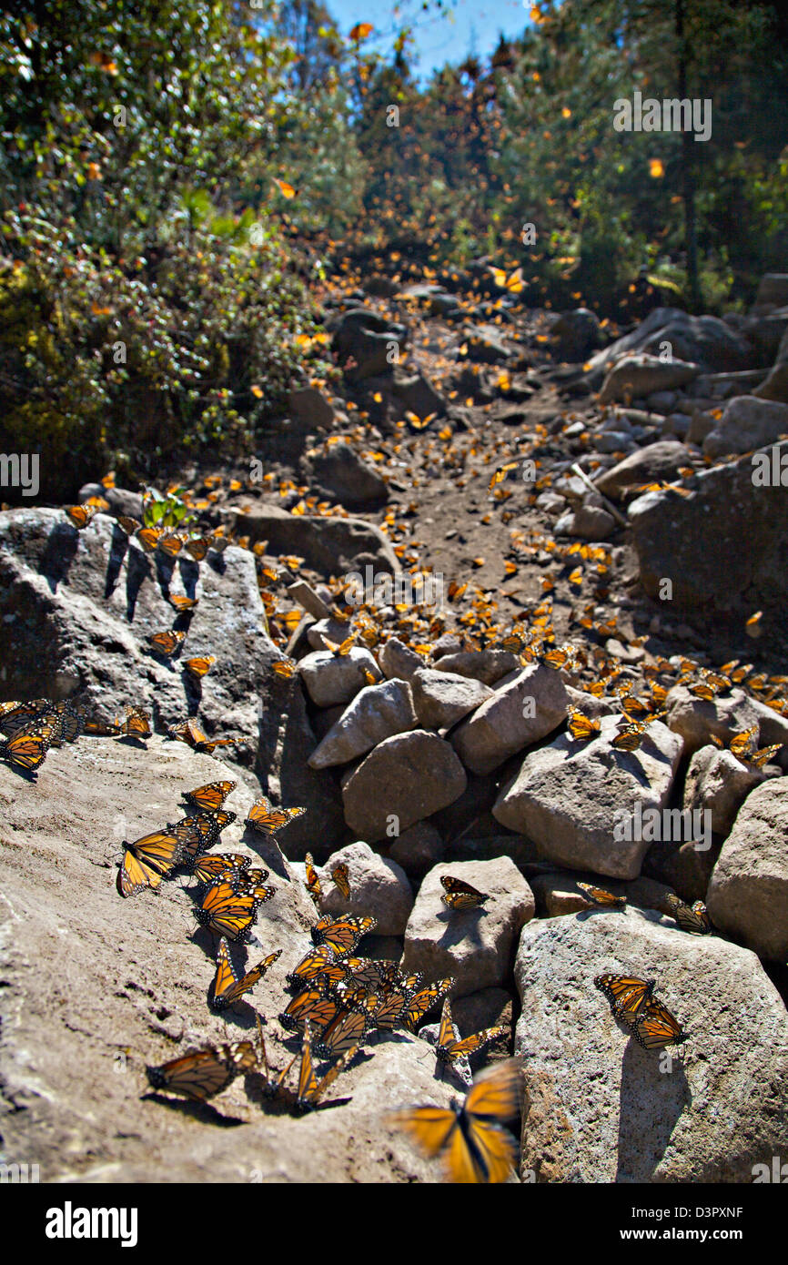 Monarch Butterflies mass along the path in the Sierra Pellon mountain ...