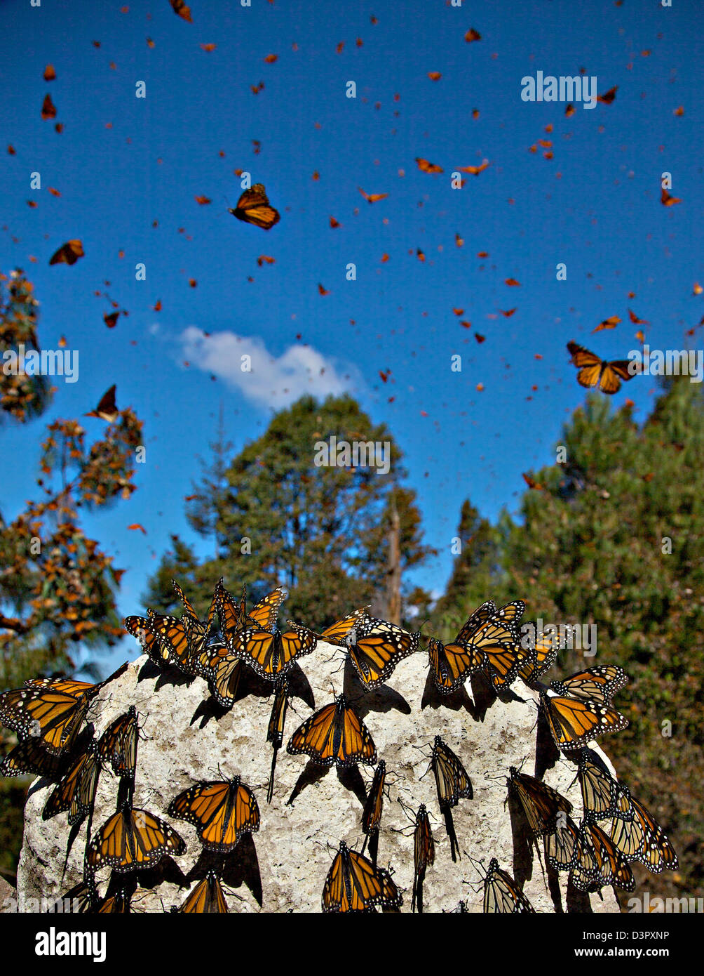 Monarch Butterflies mass along the path in the Sierra Pellon mountain ...