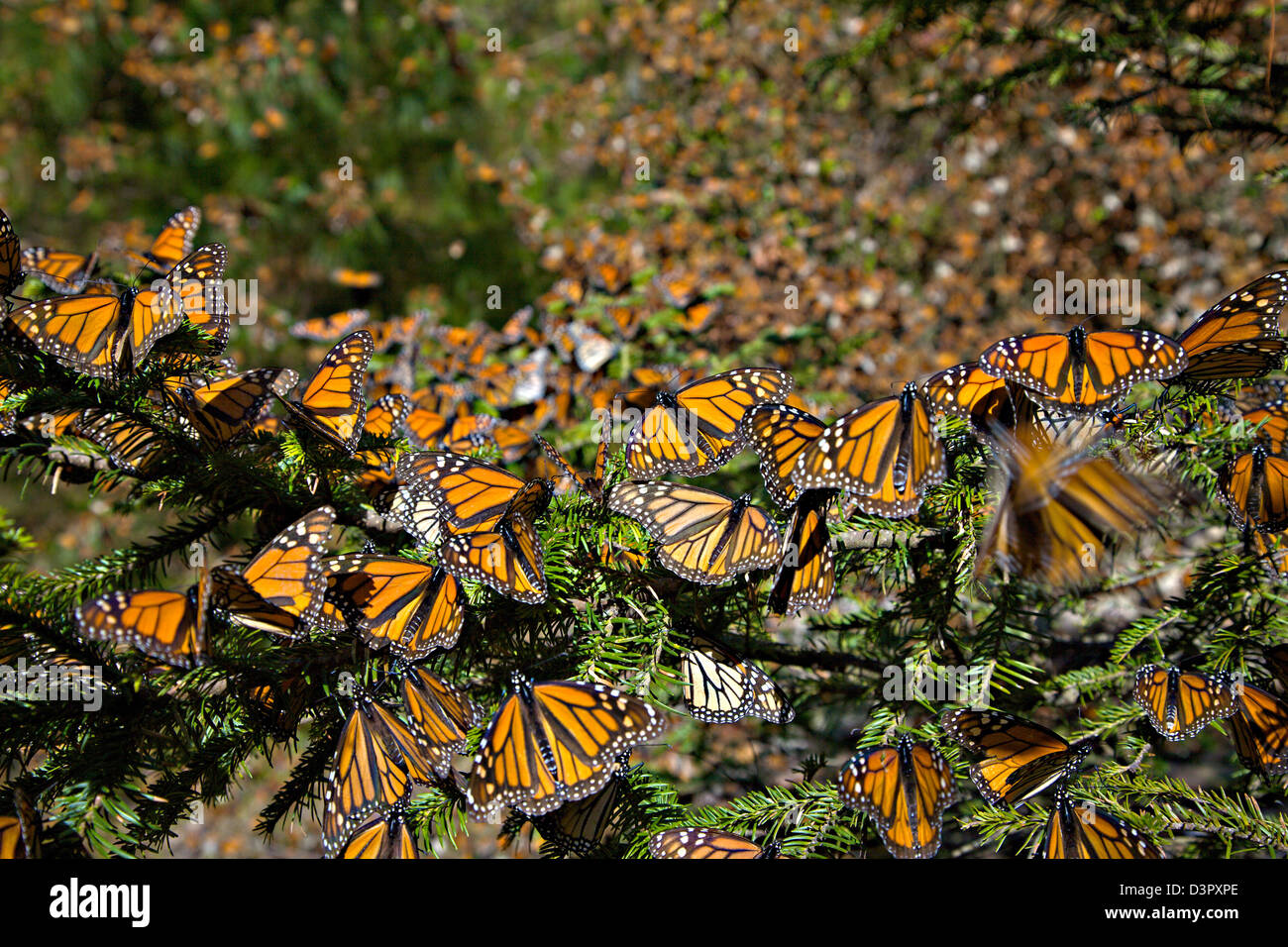 Monarch Butterflies mass in the Sierra Pellon mountain at the Monarch ...