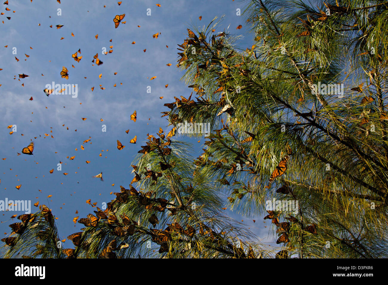 Monarch Butterflies mass in the Sierra Pellon mountain at the Monarch ...