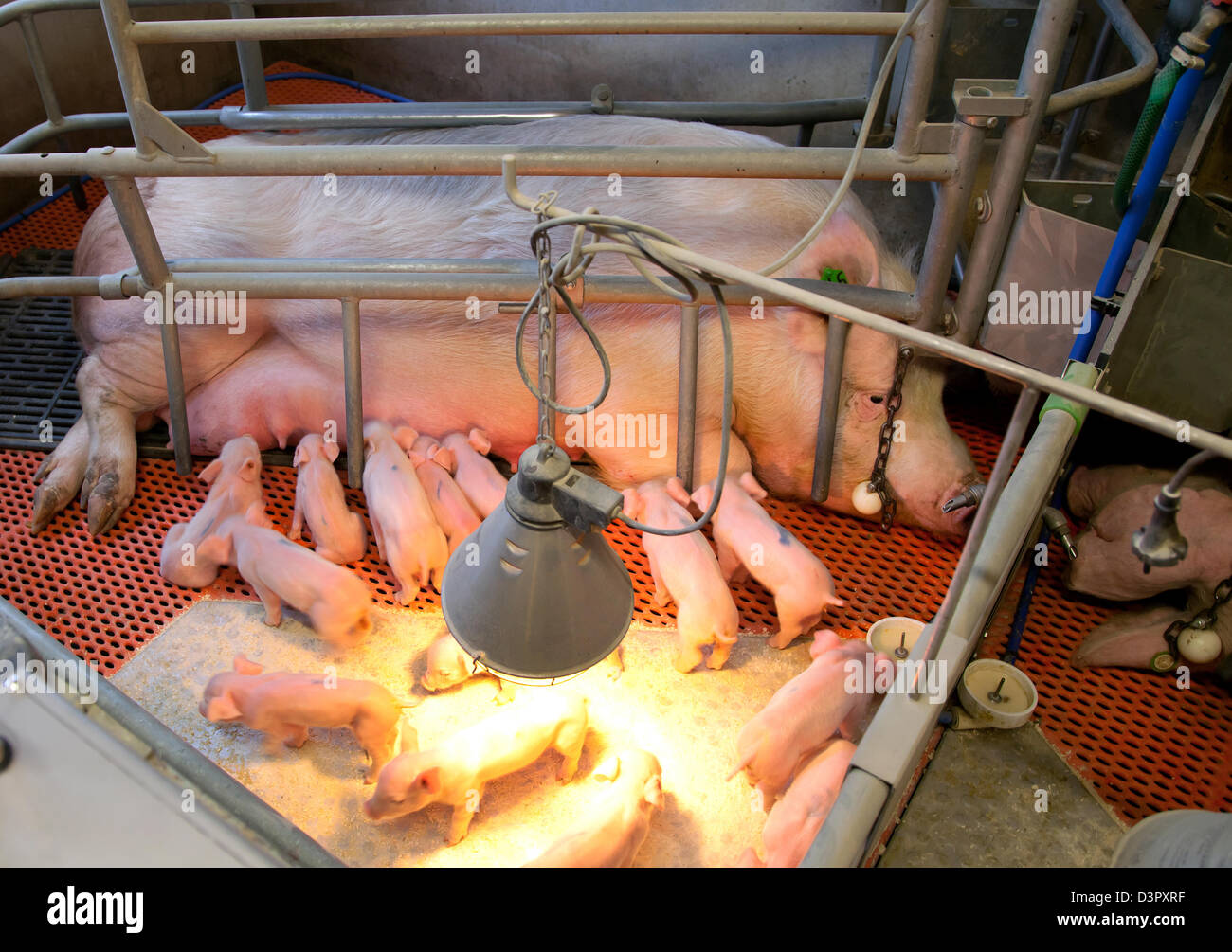 In a pig farm hi-res stock photography and images - Alamy