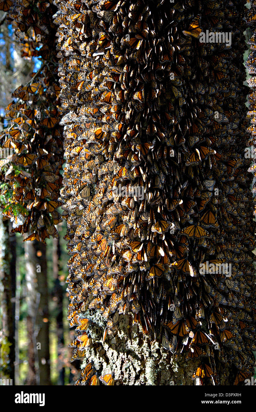 Monarch Butterflies mass on a tree trunk in the Sierra Chincua mountain ...